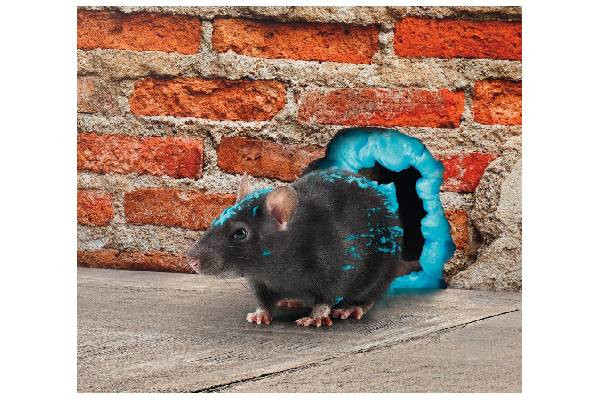 Racumin® Foam - Mousse Anti-Souris Efficace pour Zones Difficiles