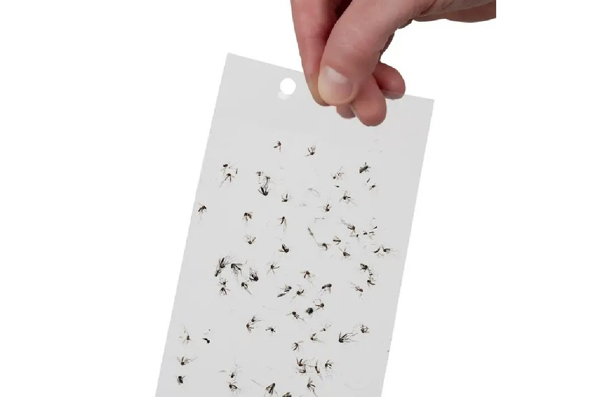 Pack Biogents Mosquitaire + BG-GAT - Anti Moustiques et Tigres