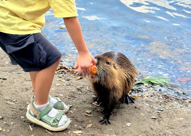 Que mange un ragondin ? Découvrez son régime alimentaire complet