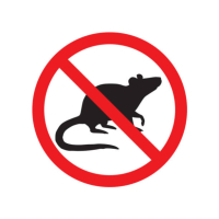 Souris : identifier, comprendre et éliminer une infestation